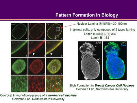 Ppt From Pattern Formation To Phase Field Crystal Model Powerpoint