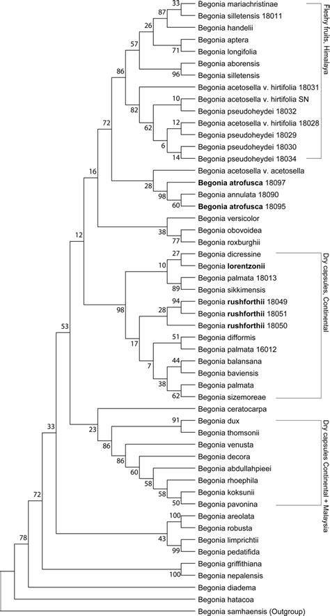 Maximum Likelihood Phylogeny Based On Analysis Of Chloroplast Dna