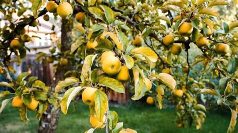 Dorsett Golden Apple Tree Grow Sweet Apples In Warm Climates