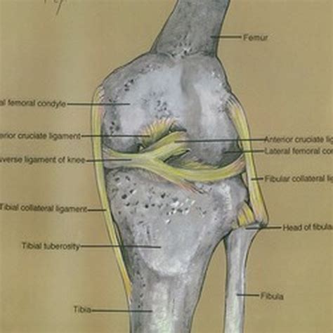 Anatomy Of Left Knee Knee Anatomy Orthogate