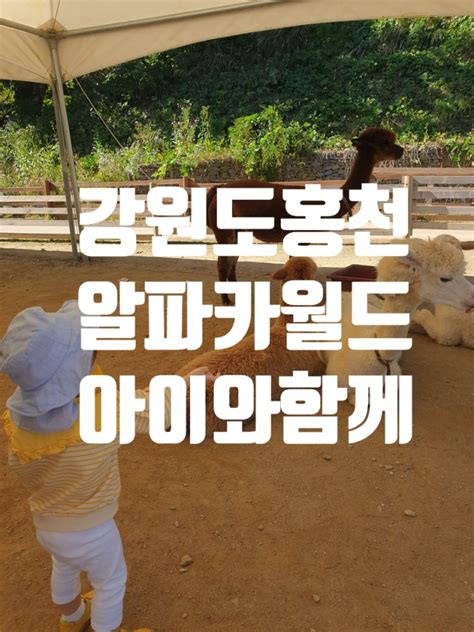 서울근교 홍천여행 아이와 함께 가기 좋은 홍천 알파카 월드 네이버 블로그