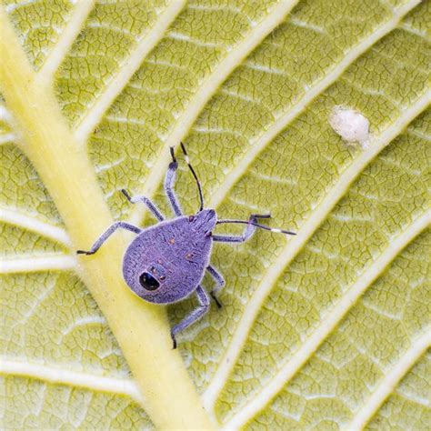 Leafhopper Nymph Cicadellidae Artofit