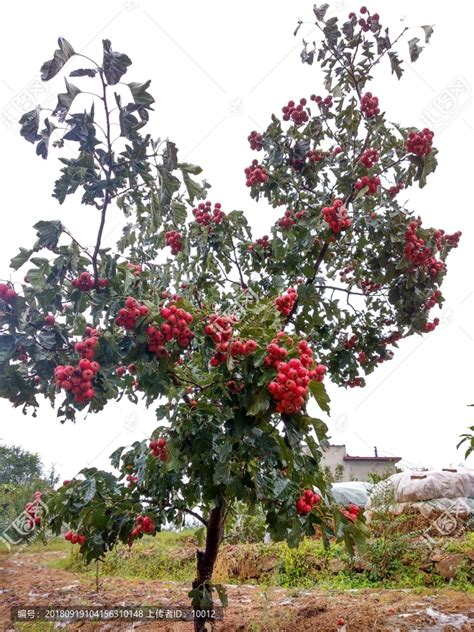 甜红子山楂 果实 植物花草 摄影素材 汇图网www huitu