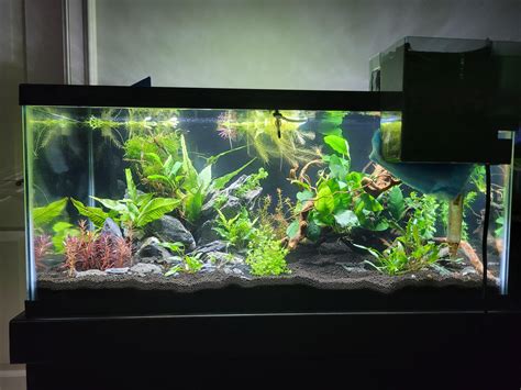Best Breeder Tank Planning And Design Images And Facts Alicia Day