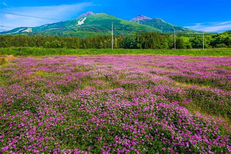 レンゲ畑と初夏の磐梯山 GANREF