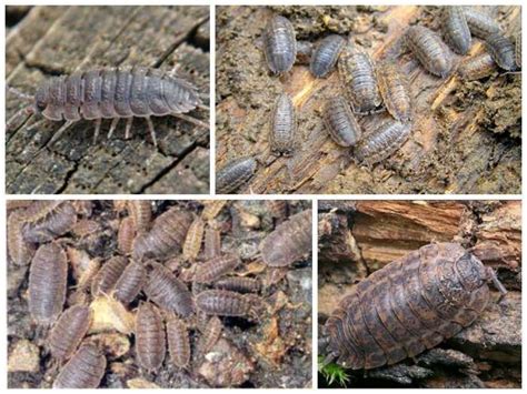 Как избавиться от мокриц дома в туалете и ванной на даче