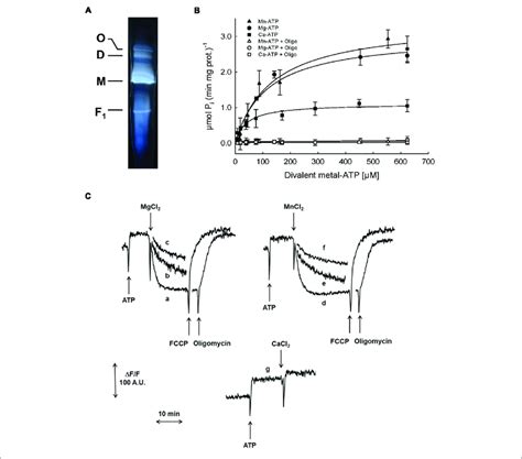 Characterization Of F Atp Synthase A Detection Of F Atp Synthase Download Scientific
