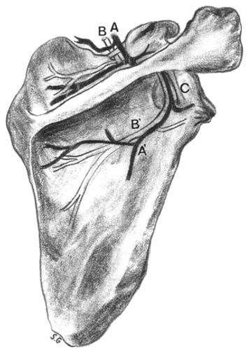 Shows The Course Of The Suprascapular Nerve And Artery A And B Download Scientific Diagram