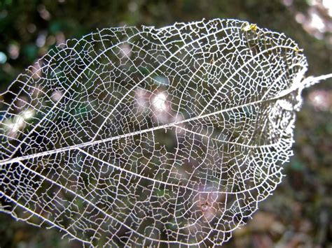 Found A Leaf In The Final Stage Of Decomposition On My Run This Trees To Plant Close Up