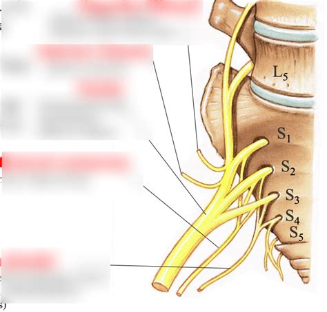 Sacral Plexus Nerves Anterior View Diagram Quizlet