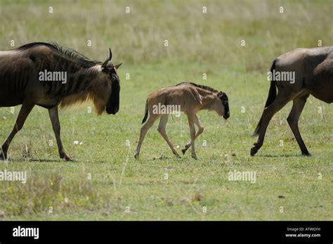 Wildebeest With A New Born Calf Wildebeest Migration Serengeti