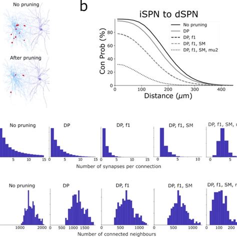 Example Of The Synaptic Pruning Procedure When Connecting Download Scientific Diagram