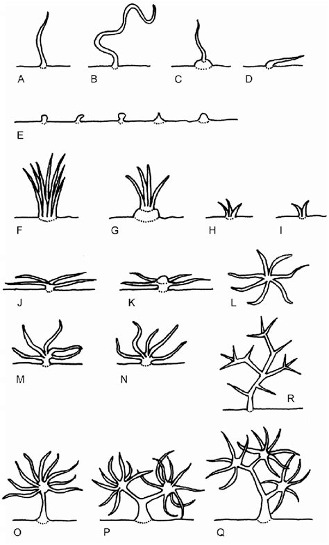 Trichome Classification A Q Trichome Types In Pomaderreae A D Simple