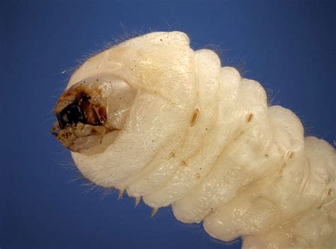 European House Borer Images Agriculture And Food