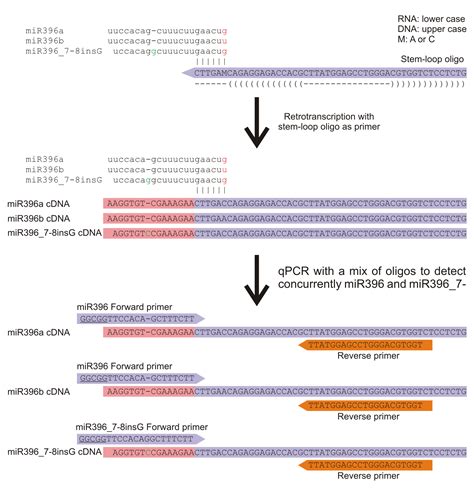 Functional Specialization Of The Plant Mir396 Regulatory Network
