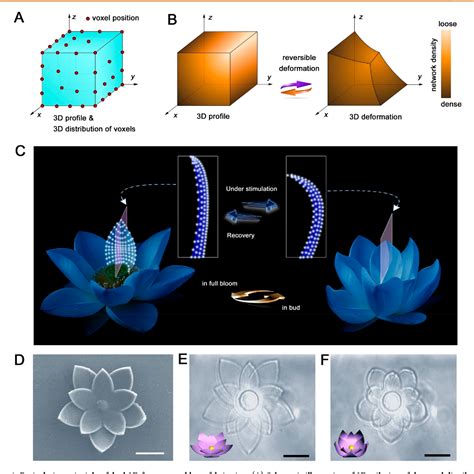 Figure 4 From Dual 3d Femtosecond Laser Nanofabrication Enables Dynamic Actuation Semantic