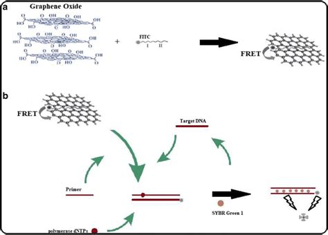 Schematic Presentation Of Fluorescence Resonance Energy Transfer