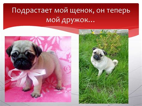 Проект по окружающему миру Мои домашние питомцы презентация онлайн