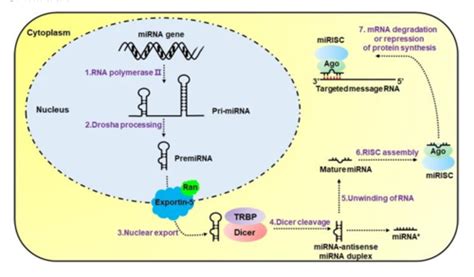 Lecture 11 Epigenetic Modifications Part 2 Flashcards Quizlet