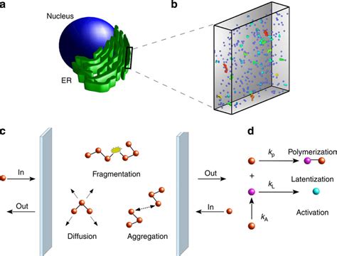 Model Of Protein Aggregation In The Endoplasmic Reticulum A The Er Download Scientific