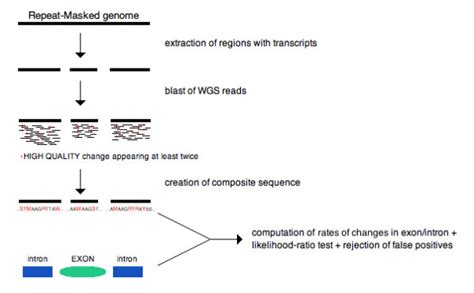 Detecting Accelerated Exon Evolution Genomic Regions Containing Download Scientific Diagram