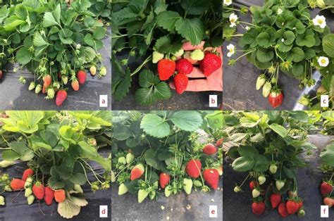 Fruit Pictures Of Commercial Cultivars And Selected Superior Genotypes