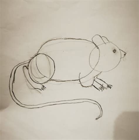 드로잉 마우스 그리기 쥐 Pixabay의 무료 이미지 Pixabay