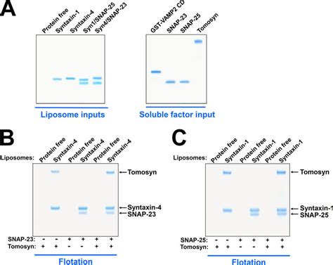 Tomosyn Binds To The Syntaxin Monomer But Does Not Inhibit Assembly Of