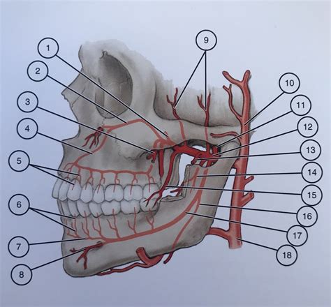 Branches Of Maxillary Artery Diagram Quizlet