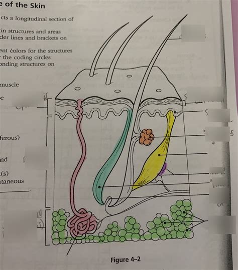 Skin Diagram Diagram Quizlet