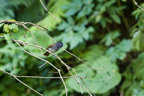 サンコウチョウ 鳥撮りトリミング