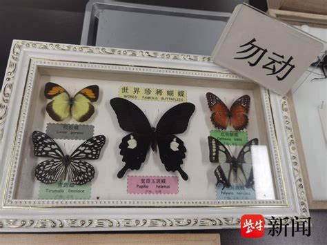 党建赋能，助力科普！苏州相城黄桥街道开展昆虫研学科普活动青少年社区