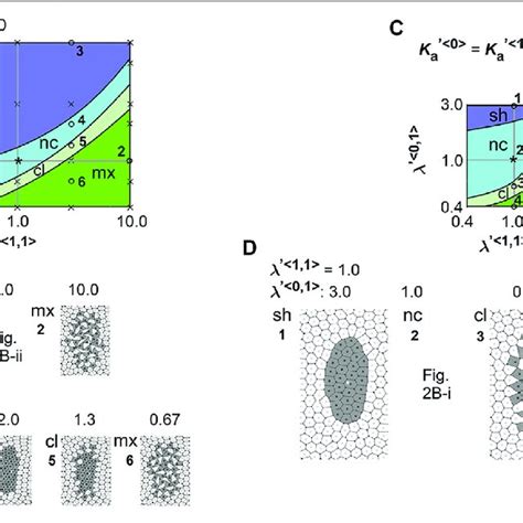 Difference In Cell Cell Adhesion Does Not Cause Elongation Of Cell Download Scientific