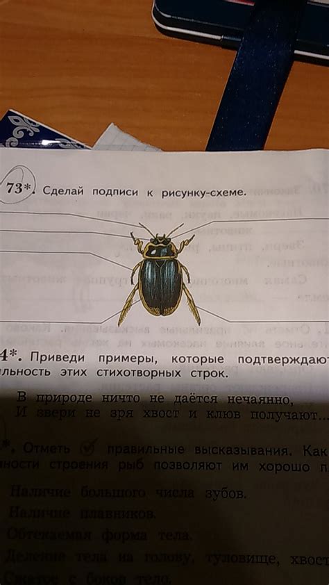 сделай подписи к рисунку схеме Школьные Знания Com