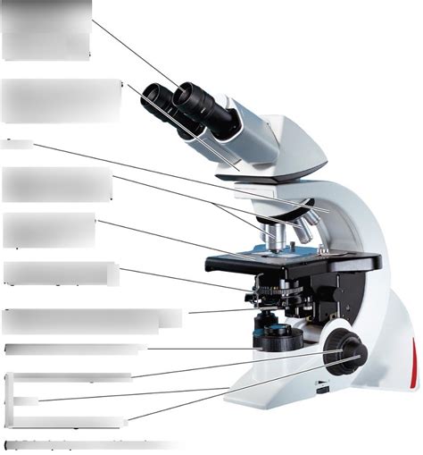 Lab 1 The Compound Light Microscope Diagram Quizlet