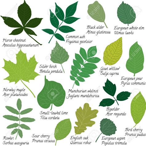 Types Of Tree Leaves And Their Names Free Word Template