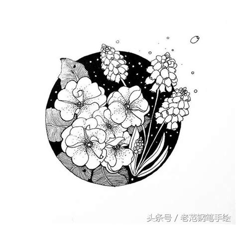 老范有畫鋼筆手繪黑白插畫花 每日頭條