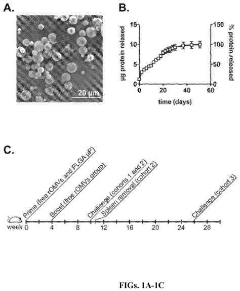 Formulation For Protection Through Controlled Release Of Microparticles Containing Recombinant