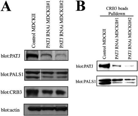 Patj Rnai Reduces Patj But Not Pals1 Or Crb3 Expression A Lysates
