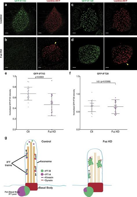 Fuz Is Required For The Localization Of Anterograde But Not Retrograde Download Scientific