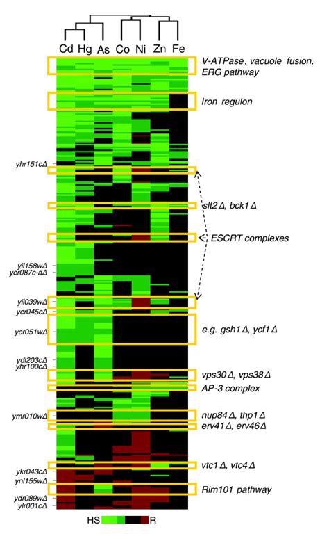 Multimetal Toxicity Signatures Hierarchical Clustering Of Cadmium And