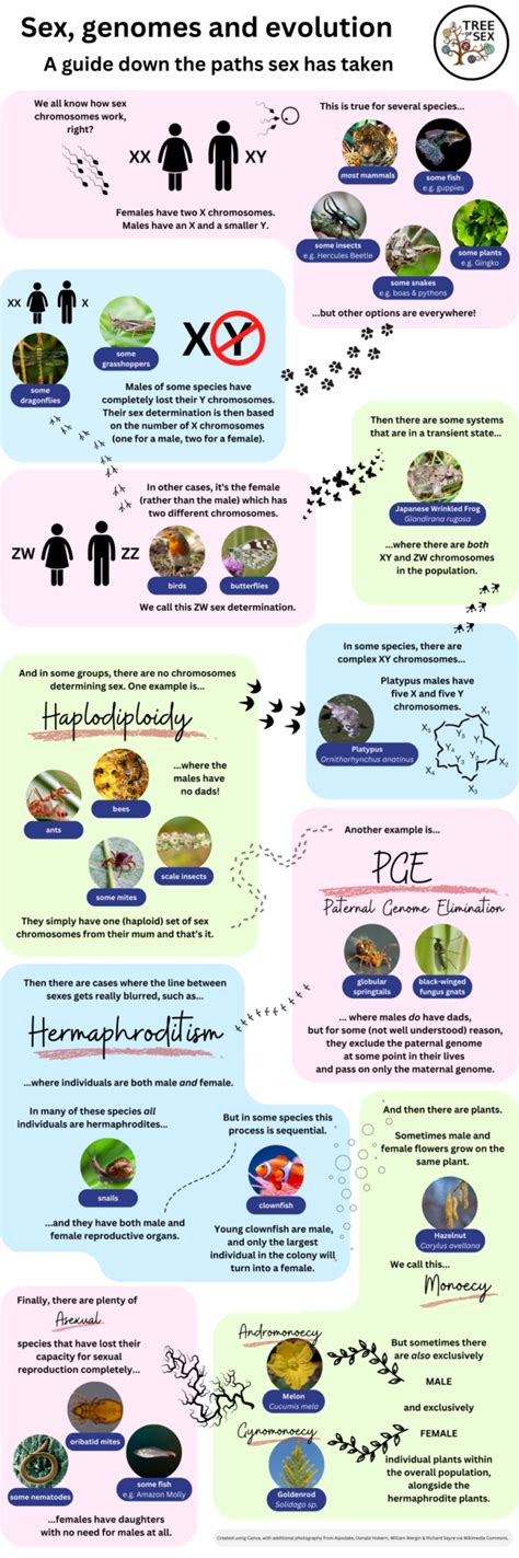 Infographic Tree Of Sex Cataloging Wild Ways Nature Reproduces From Sex Changing Fish To