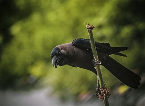 The Crow Funeral Why These Birds Gather Around Their Dead Bird