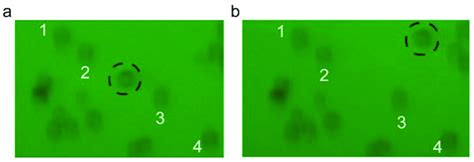 Trapping Process Of Single Vaterite Particle A Before Trapping B Download Scientific