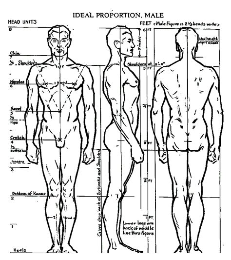 Male And Female Body Proportion Reference Images
