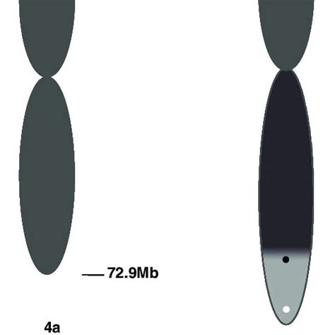 Schematic Representation Of The Sylvioidea Neo Sex Chromosome Download Scientific Diagram