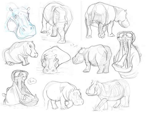 Hippopotamus Drawing Reference And Sketches For Artists