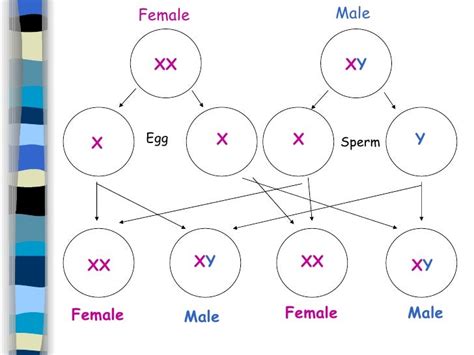 6 Sex Cells And Fertilisation