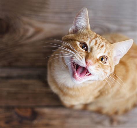 Why Is My Cat Meowing So Much Perfect Fit™ Uk