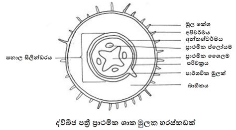 කඳෙහි හා මුලෙහි ප්‍රාථමික වර්ධනය Biology Lab